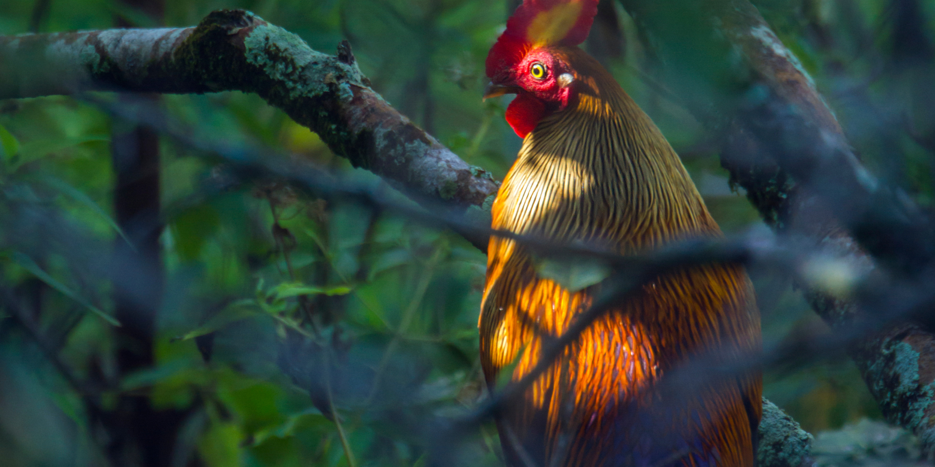 National Bird of Sri Lanka: Quick Facts About Ceylon Junglefowl